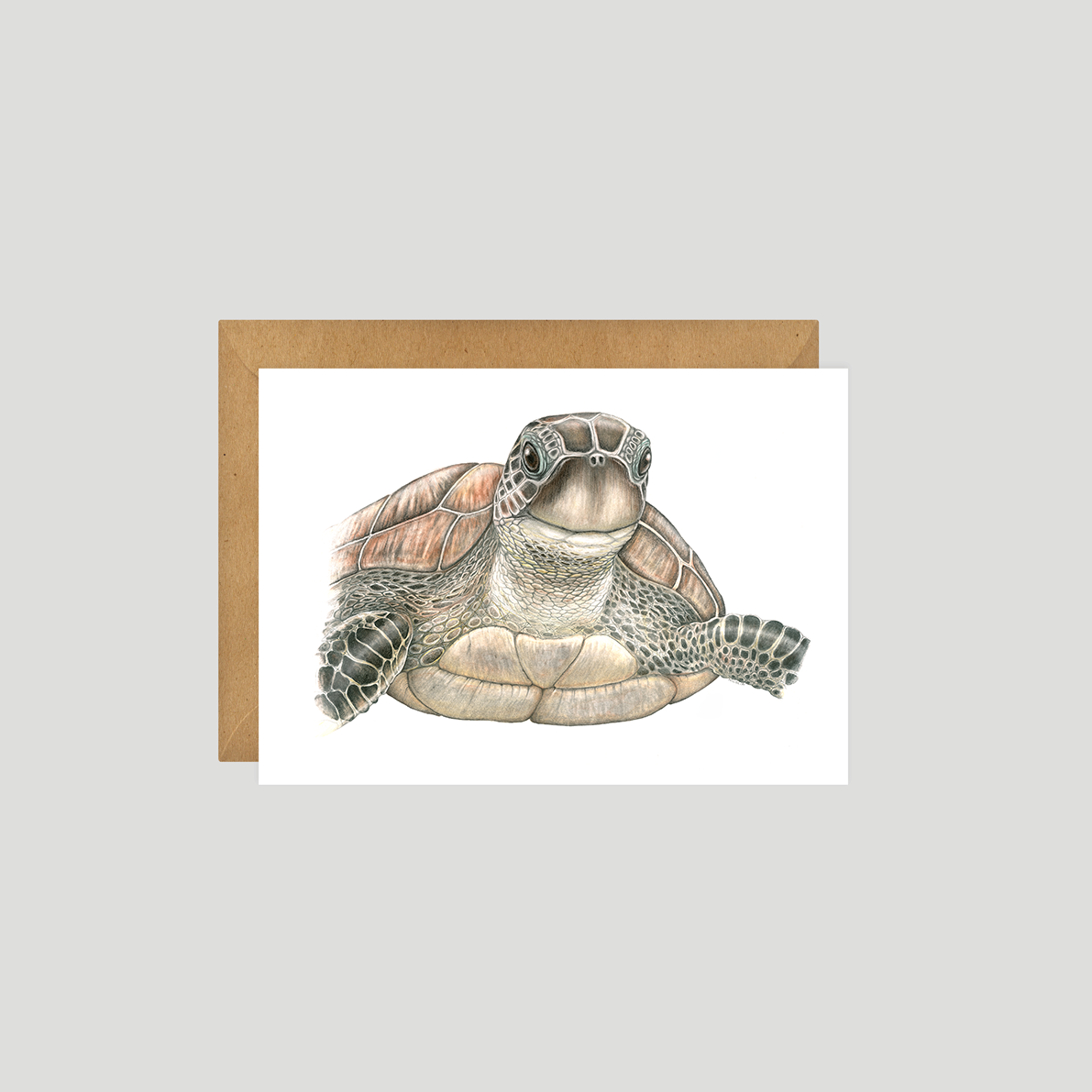 Postcard - turtle - Toto by Charlotte Nicolin