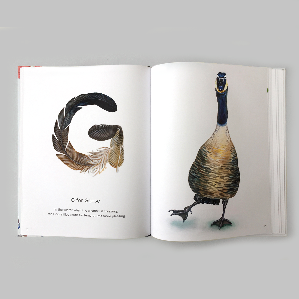ABC - Book with birds - Text & Illustrations by Charlotte Nicolin